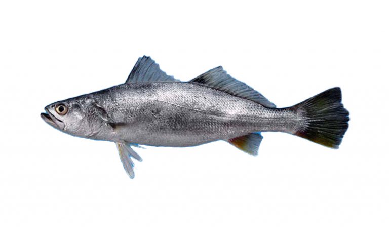 Corvina Blanca – Silver Corvina de exportación en Panamá