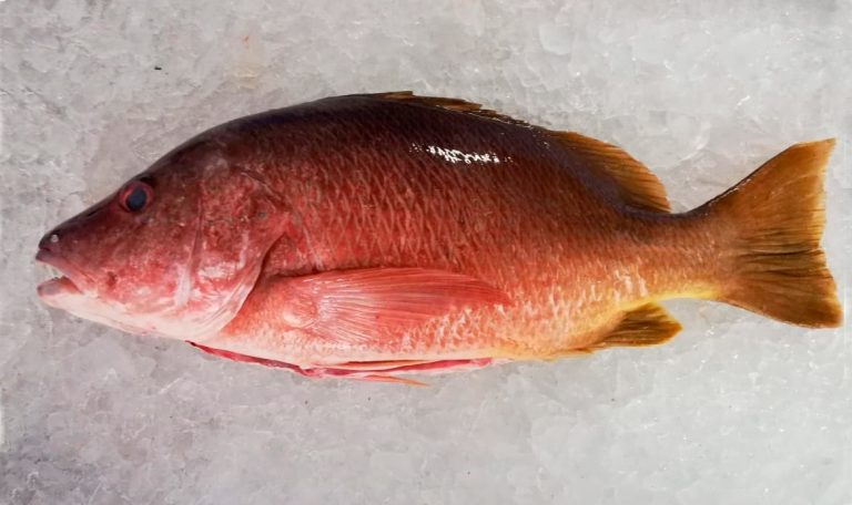 Pargo Amarillo – Yellow snapper de exportación en Panamá